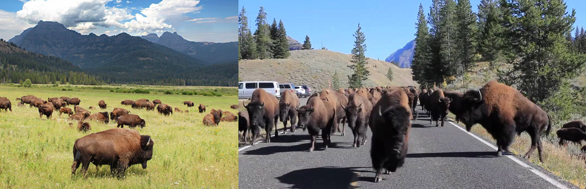 Happy Birthday Yellowstone National Park!